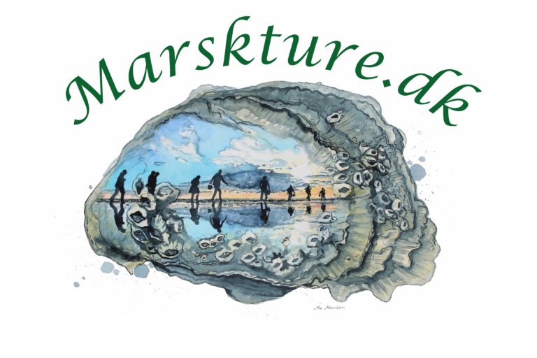 Guidet Sort sol i Tøndermarsken - Marskture - oplevelser i naturen